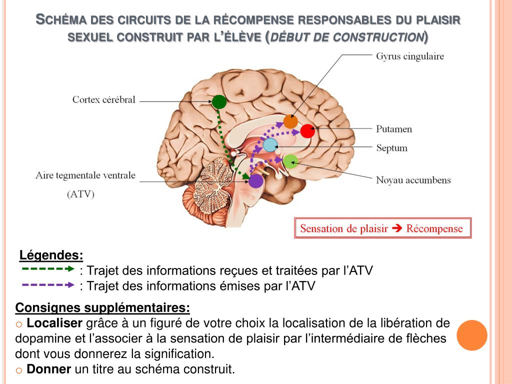 PPT - Les bases biologiques du plaisir PowerPoint Presentation, free download - ID:1369160