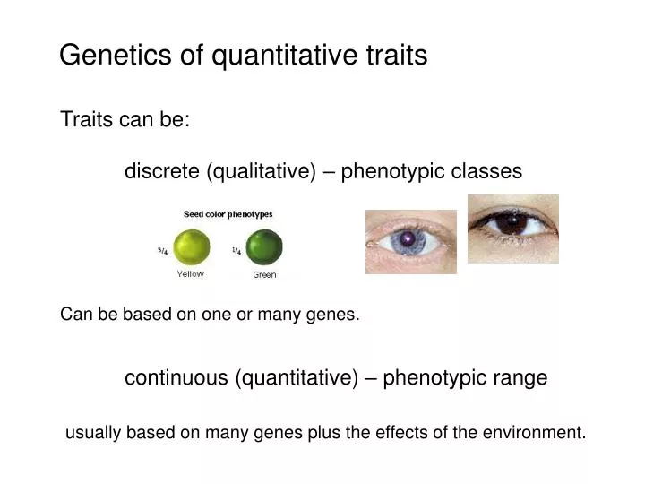PPT - Genetics of quantitative traits PowerPoint Presentation, free ...