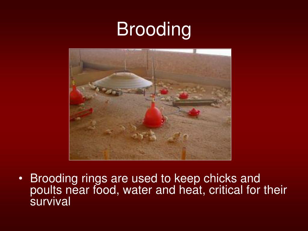 PPT - Poultry Housing PowerPoint Presentation, free download - ID:1369646