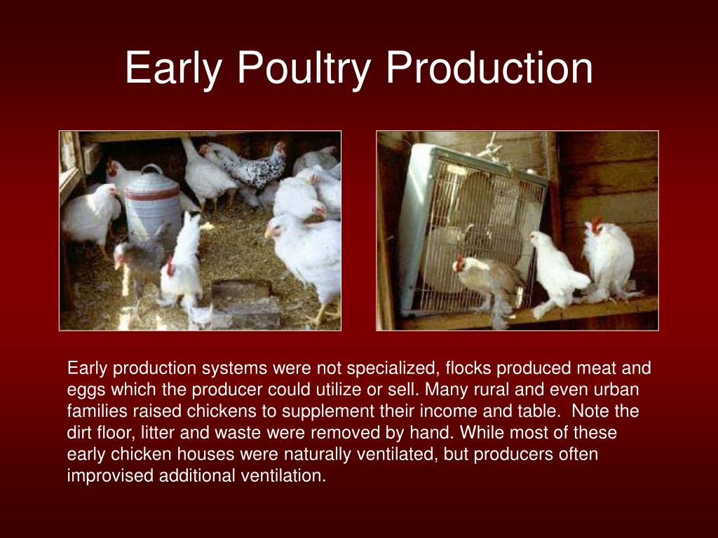 PPT - Poultry Housing PowerPoint Presentation, free download - ID:1369646