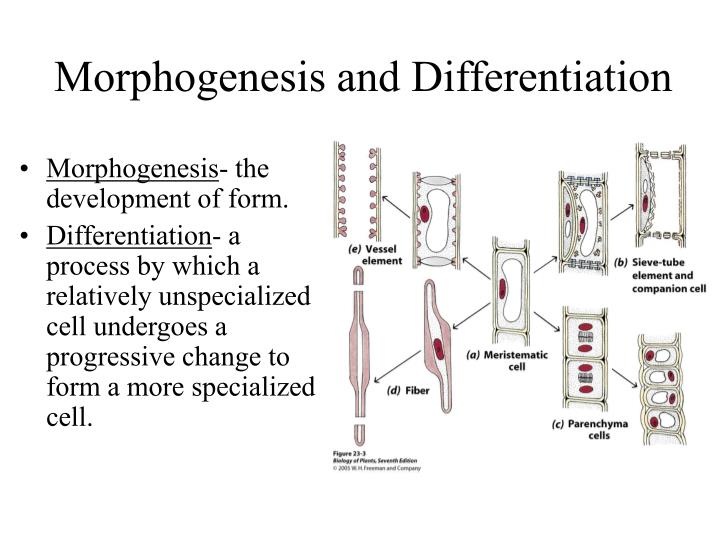 What Is Morphogenesis In Plant Tissue Culture at Victoria Brownlee blog