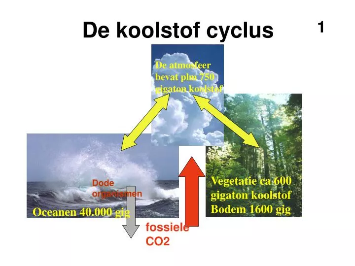 PPT - De koolstof cyclus PowerPoint Presentation, free download - ID ...