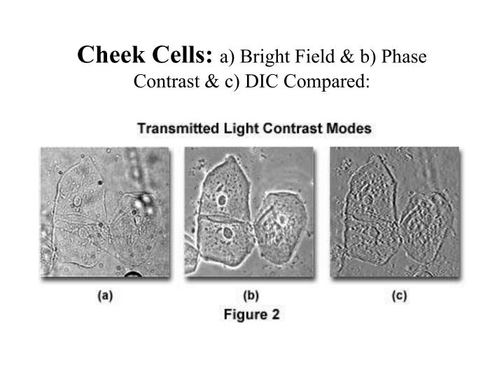 PPT - Microscopes & Microscopy PowerPoint Presentation - ID:1370530