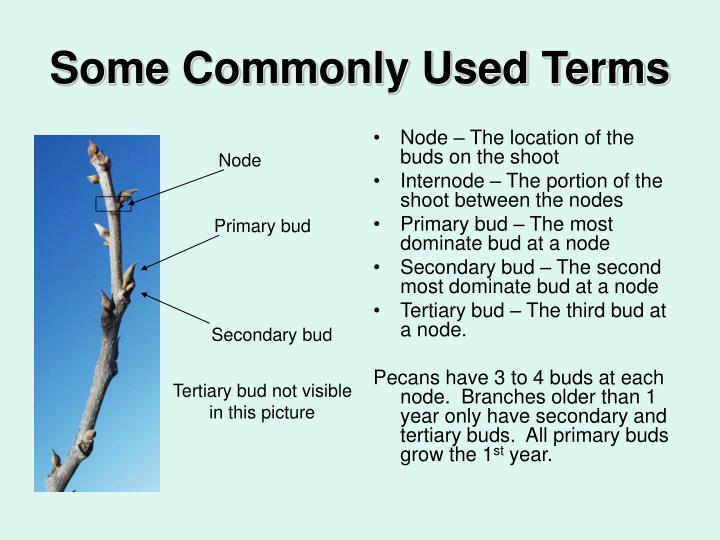 PPT - Botany PowerPoint Presentation - ID:1371142