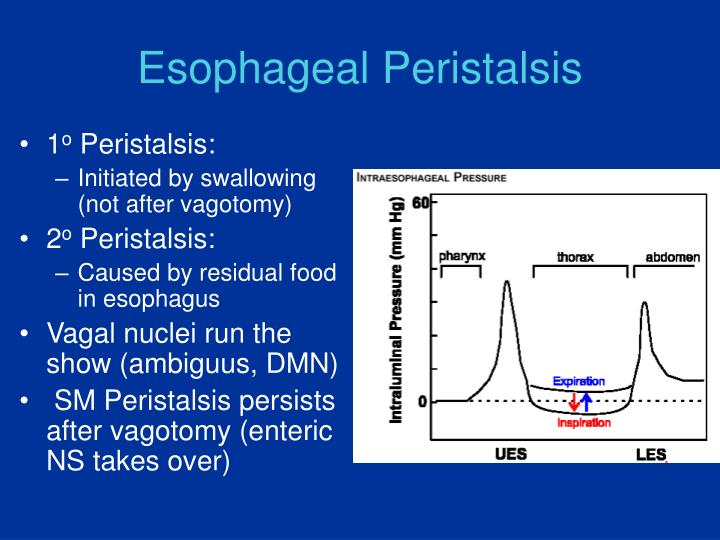 PPT - Gastrointestinal Physiology PowerPoint Presentation - ID:1374488