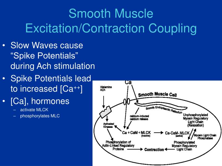 PPT - Gastrointestinal Physiology PowerPoint Presentation - ID:1374488
