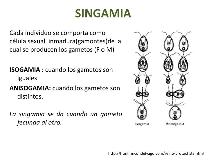 PPT - REPRODUCCIÓN SEXUAL DE LOS PROTOZOARIOS PowerPoint Presentation ...