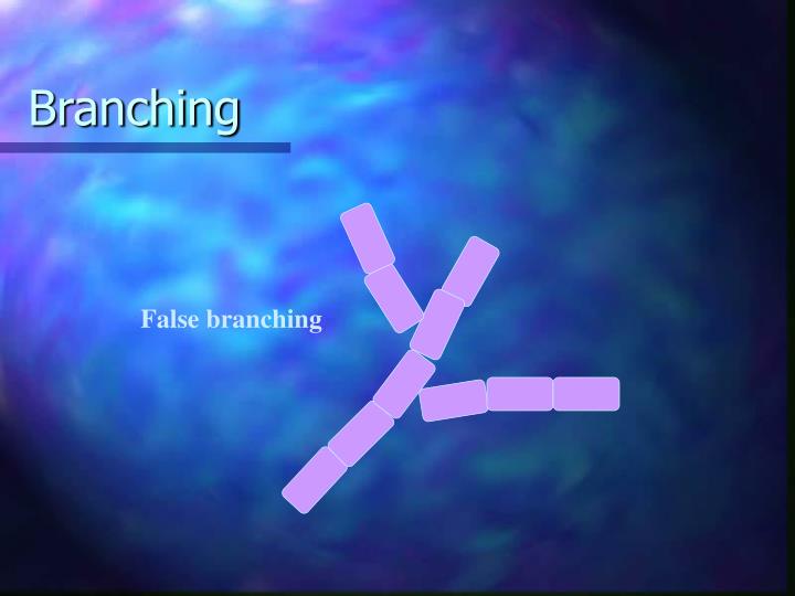 PPT - Identification of Filamentous Bacteria PowerPoint Presentation ...