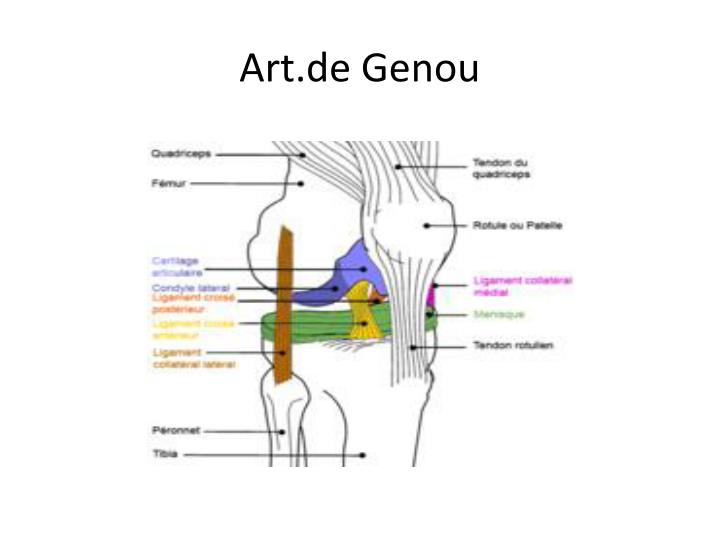 PPT - L’arthrologie PowerPoint Presentation - ID:1377132