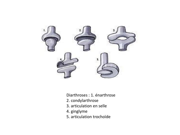 PPT - L’arthrologie PowerPoint Presentation - ID:1377132
