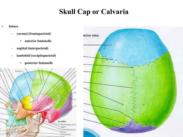 PPT - Skull and Face PowerPoint Presentation - ID:1377389