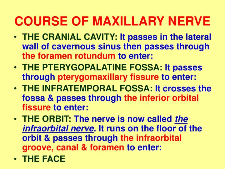 PPT - INFRATEMPORAL FOSSA II: MAXILLARY NERVE & VESSELS PowerPoint ...