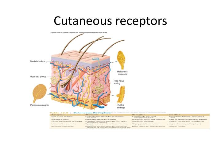 PPT - Sensory Physiology PowerPoint Presentation - ID:1377886