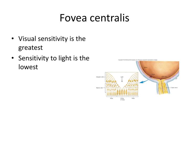 PPT - Sensory Physiology PowerPoint Presentation - ID:1377886
