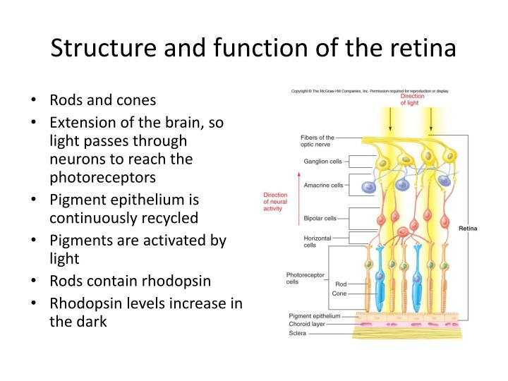 PPT - Sensory Physiology PowerPoint Presentation - ID:1377886