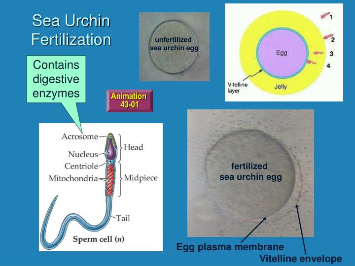 PPT - Embryology PowerPoint Presentation - ID:1377937