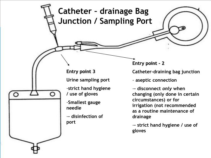 PPT - Infection Control In Care Homes Catheter Care PowerPoint ...