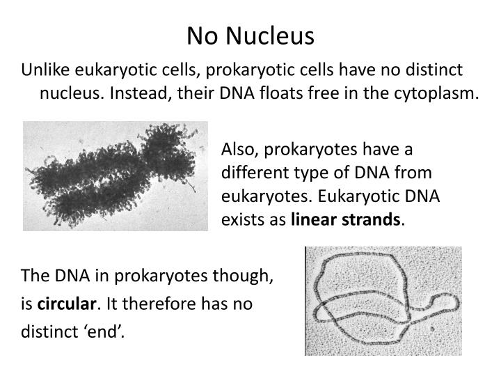 PPT - wordsearch PowerPoint Presentation - ID:1378245