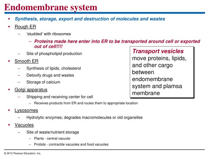 Endomembrane System Flow Chart
