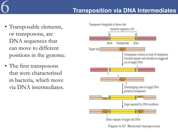 PPT - Replication, Maintenance, and Rearrangements of Genomic DNA DNA ...