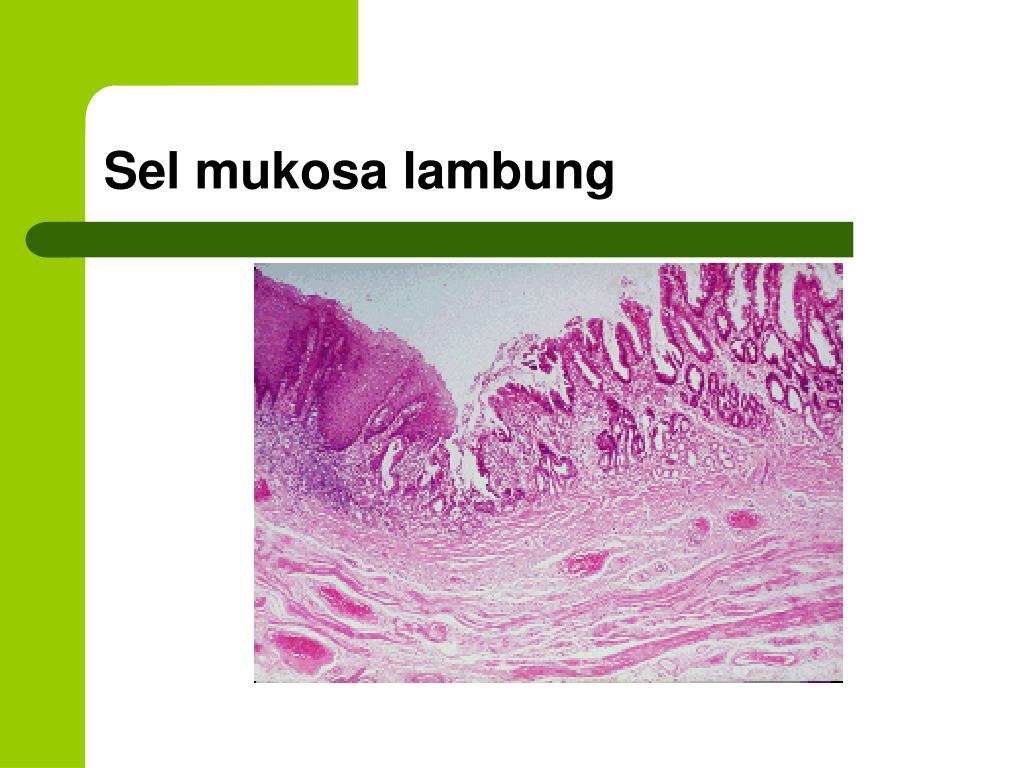PPT - ANATOMI & FISIO L OGI S I STEM PENCERNAAN PowerPoint Presentation ...