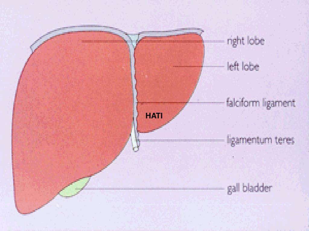 PPT - ANATOMI & FISIO L OGI S I STEM PENCERNAAN PowerPoint Presentation ...