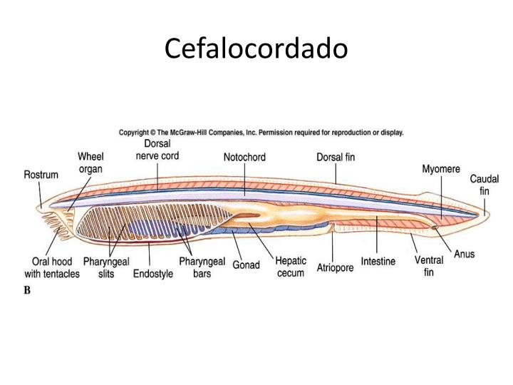 PPT - SUBPHYLUM CEPHALOCHORDATA PowerPoint Presentation - ID:1380939