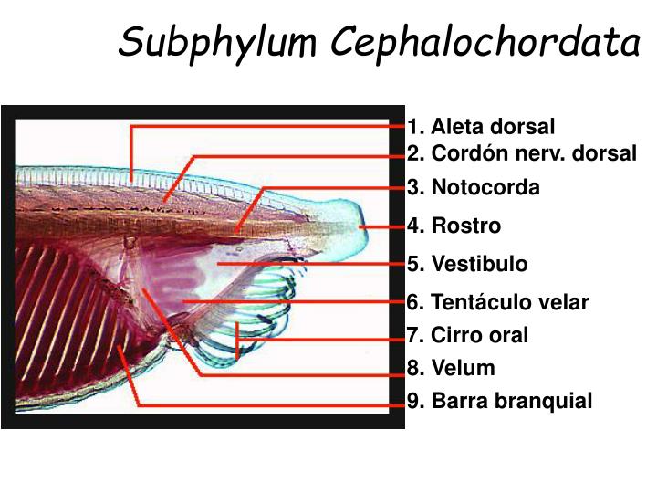 PPT - SUBPHYLUM CEPHALOCHORDATA PowerPoint Presentation - ID:1380939
