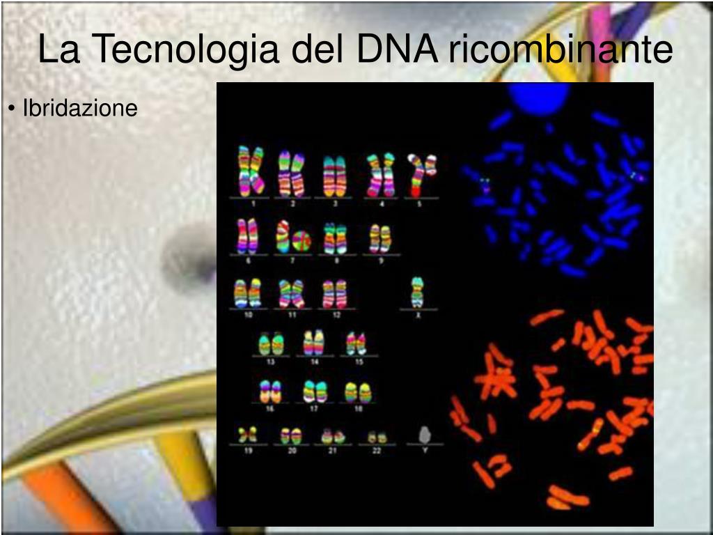 PPT - Tecnologia del DNA ricombinante PowerPoint Presentation, free ... PPT - Tecnologia del DNA ricombinante PowerPoint Presentation, free ...