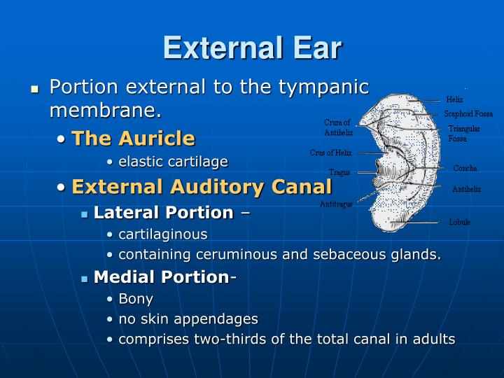 PPT - CONGENITAL ANOMALIES OF EAR PowerPoint Presentation - ID:1385026