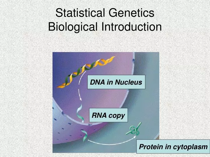PPT - Statistical Genetics Biological Introduction PowerPoint ...