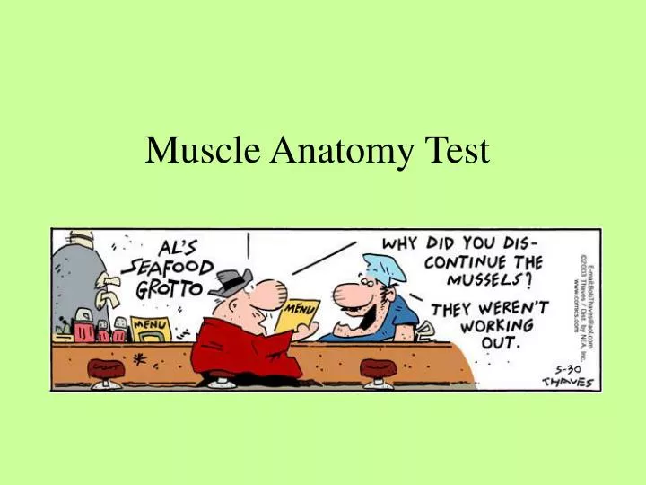 PPT - Muscle Anatomy Test PowerPoint Presentation, free download - ID ...