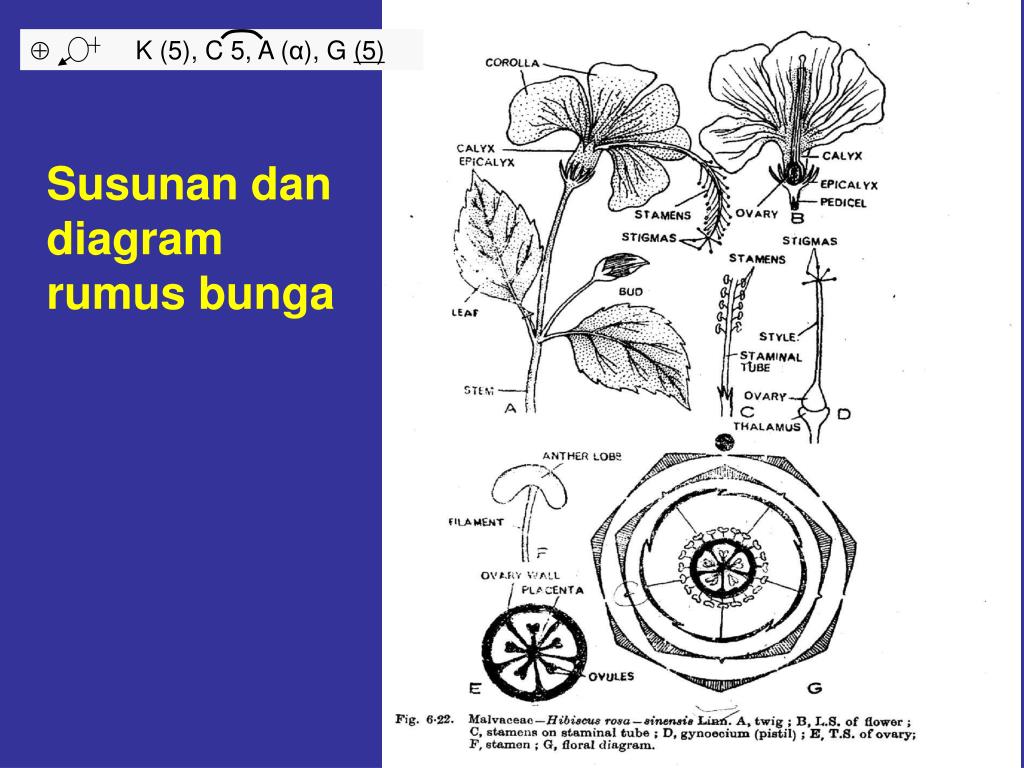 Simbol Class Diagram Dan Fungsinya Bakal Biji Ovulum - vrogue.co Simbol Class Diagram Dan Fungsinya Bakal Biji Ovulum - vrogue.co