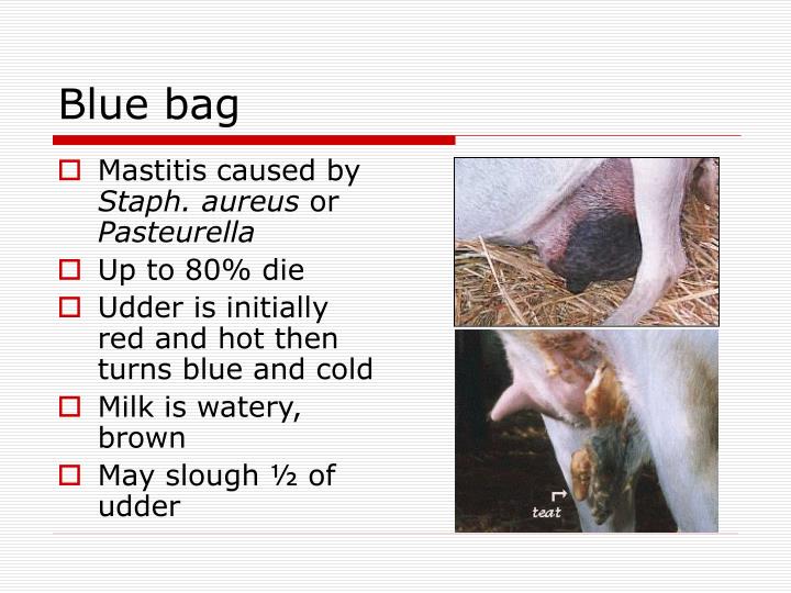 PPT - Goat Health and Care PowerPoint Presentation - ID:138834