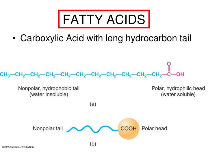 PPT - A biological compound that is not soluble in water, but is ...