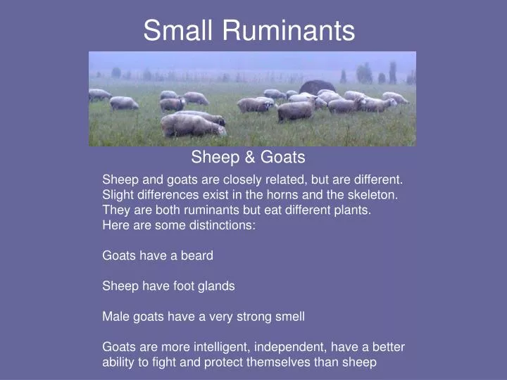 PPT - Small Ruminants PowerPoint Presentation, free download - ID:1390263