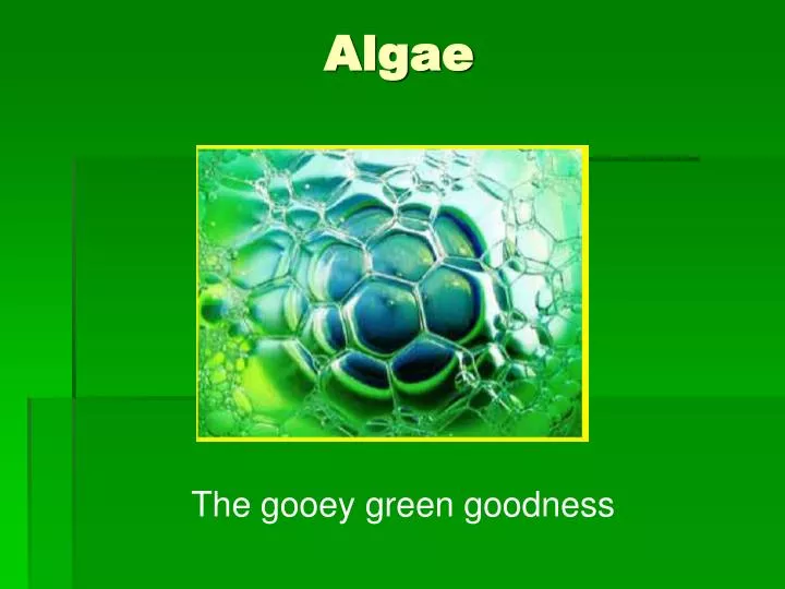 PPT - Algae PowerPoint Presentation, free download - ID:1390513