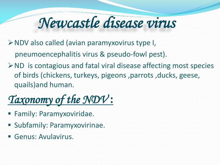 PPT - NEWCASTLE DISEASE VIRUS PowerPoint Presentation - ID:1391926