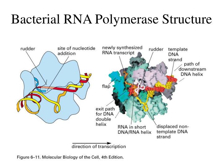 PPT - CHAPTER 6 HOW CELLS READ THE GENOME: FROM DNA TO PROTEIN ...