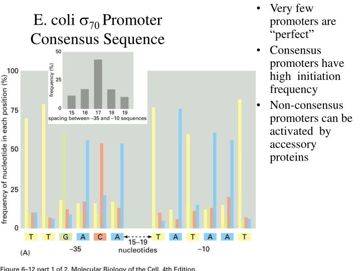 PPT - CHAPTER 6 HOW CELLS READ THE GENOME: FROM DNA TO PROTEIN ...