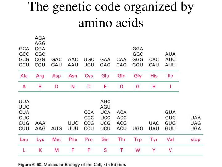 PPT - CHAPTER 6 HOW CELLS READ THE GENOME: FROM DNA TO PROTEIN ...