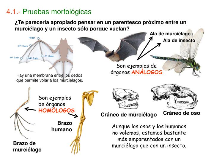 PPT - Pruebas de la evolución PowerPoint Presentation - ID:1392041