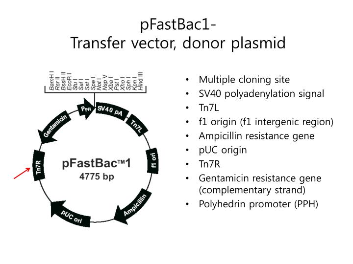 PPT - Bac-to-Bac expression system PowerPoint Presentation - ID:1392637