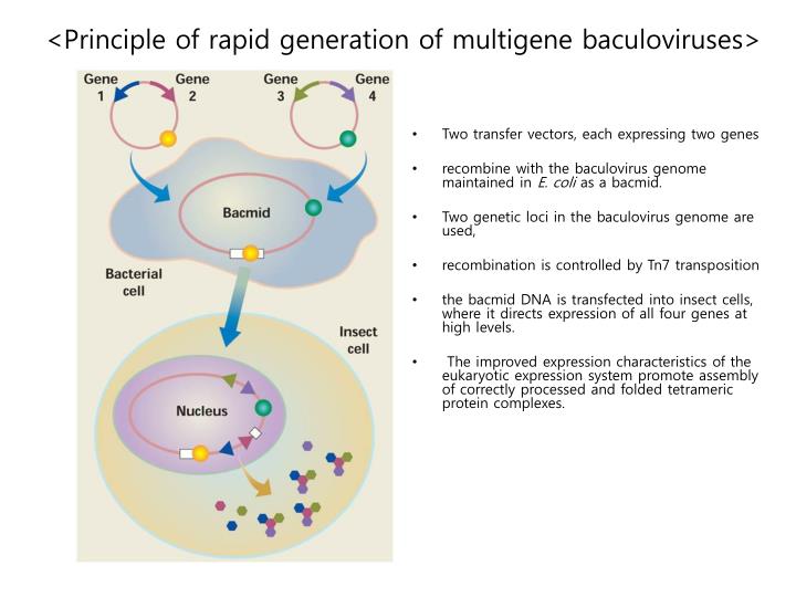 PPT - Bac-to-Bac expression system PowerPoint Presentation - ID:1392637