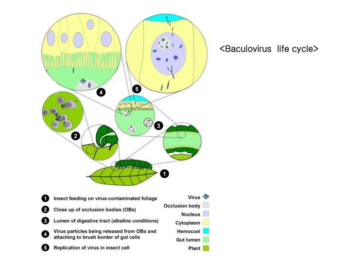 PPT - Bac-to-Bac expression system PowerPoint Presentation - ID:1392637
