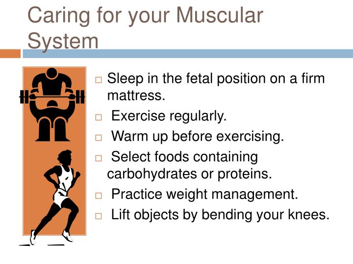 PPT - The Muscular System Chapter 3, Lesson 1 Part 2 PowerPoint ...