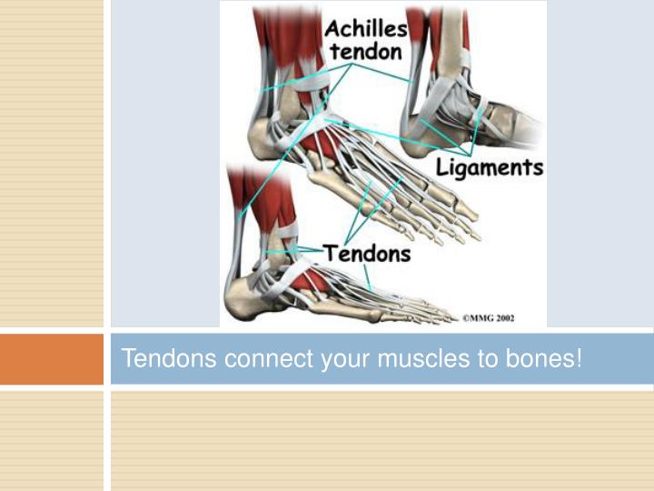 PPT - The Muscular System Chapter 3, Lesson 1 Part 2 PowerPoint ...