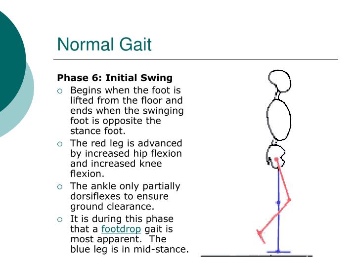 PPT - Gait Analysis PowerPoint Presentation - ID:1394120
