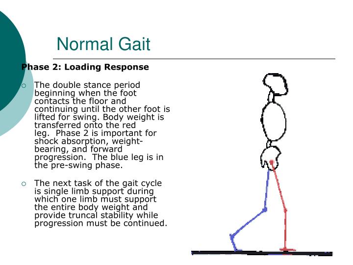 PPT - Gait Analysis PowerPoint Presentation - ID:1394120