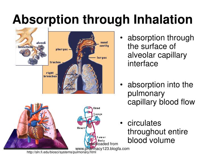 PPT - Pharmacology of Nicotine PowerPoint Presentation - ID:1394377